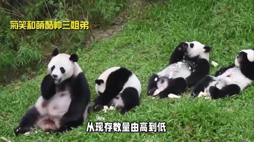 我国珍稀动物TOP10,看谁能C位出道?