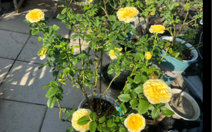 月季阳光笑容简单介绍,顺便提醒天冷下来要预防蓟马。