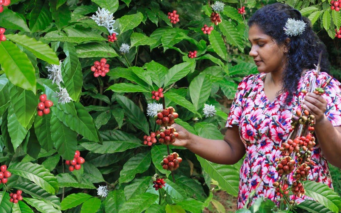 【斯里兰卡】新鲜辣味咖啡