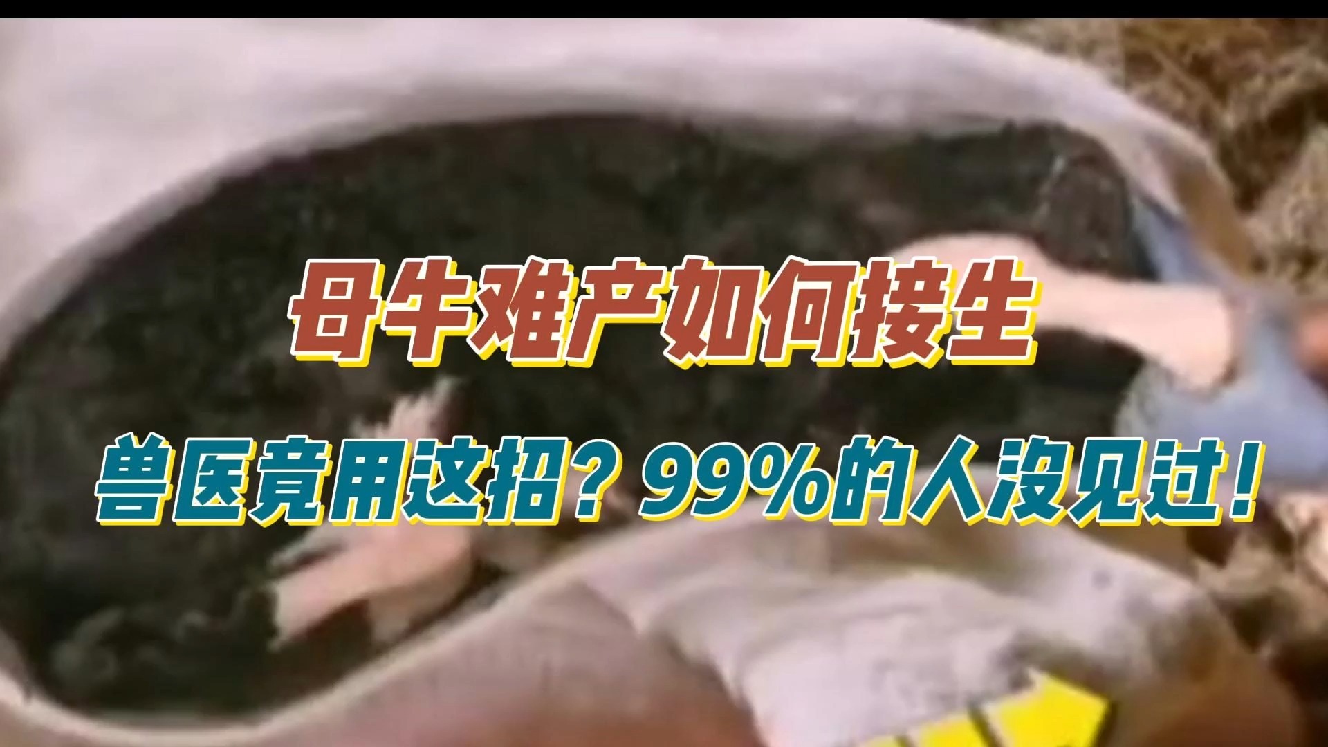 母牛难产怎么接生?兽医竟用这招?99%的人没见过!