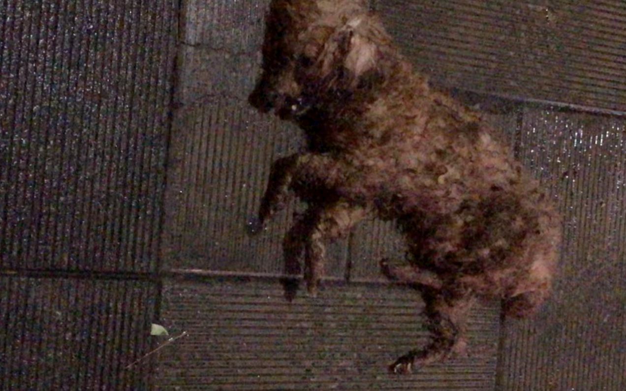 小体泰迪因车祸去世;管理员家中不断产生猫瘟症状