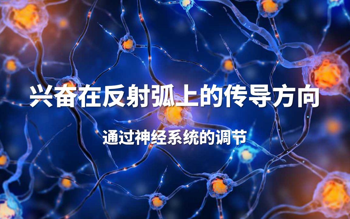 兴奋在反射弧上的传导方向