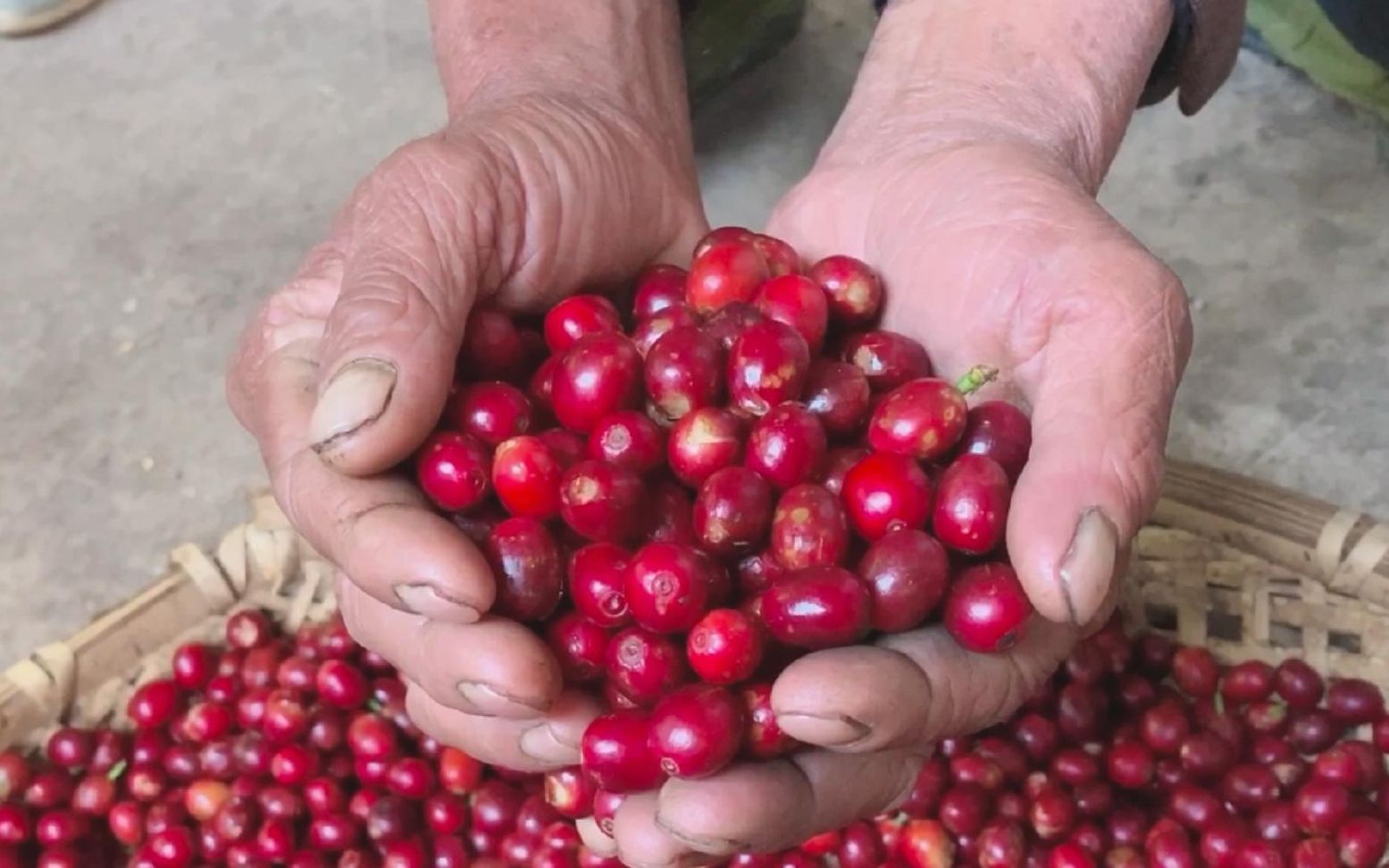 【BUNO云南保山咖啡之旅纪实】第五集(终章):自利利他,止于至善