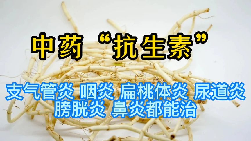 滥用抗生素危害大!一味天然消炎药鼻炎支气管炎咽炎尿道炎都能用