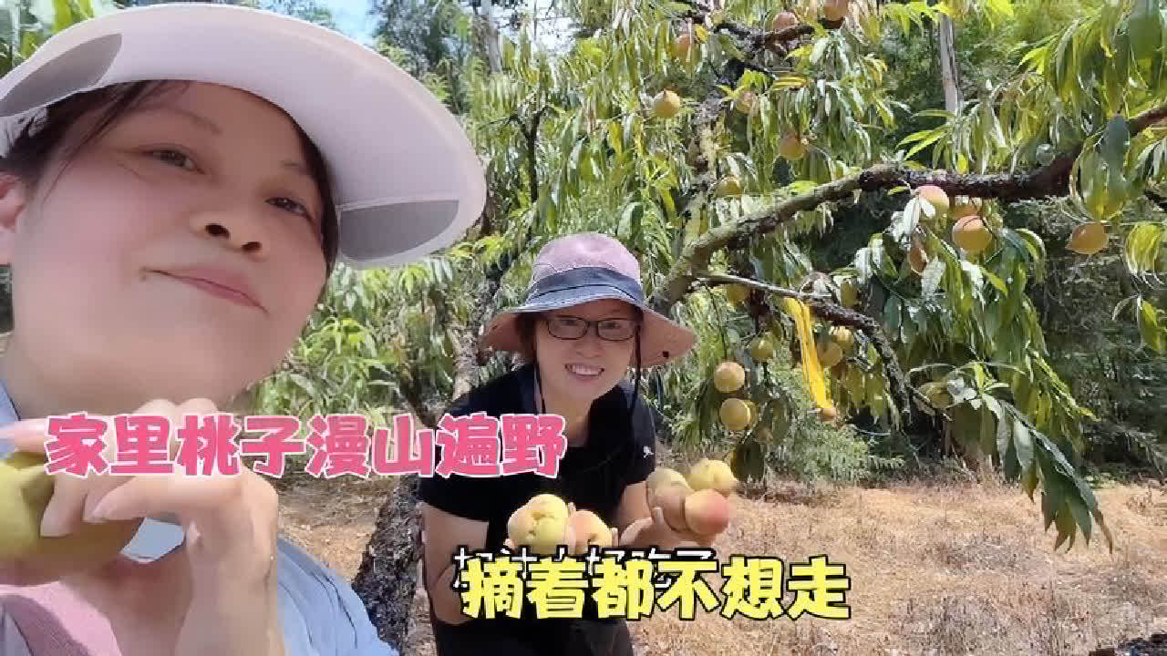 一家人上山摘桃子,漫山遍野挂满了果实,摘的都不想走