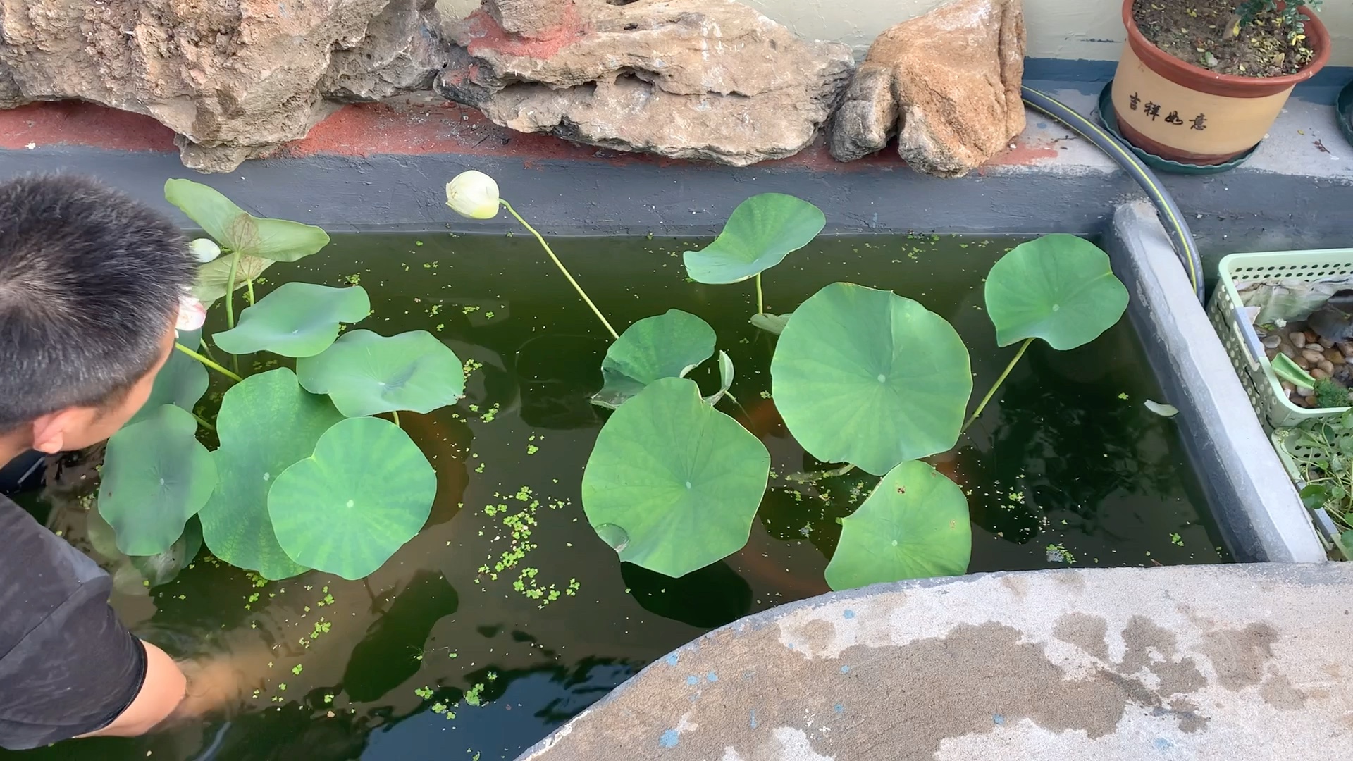 犟人老李的庭院美化:假山鱼池添意境,2盆碗莲起到画龙点睛的作用。