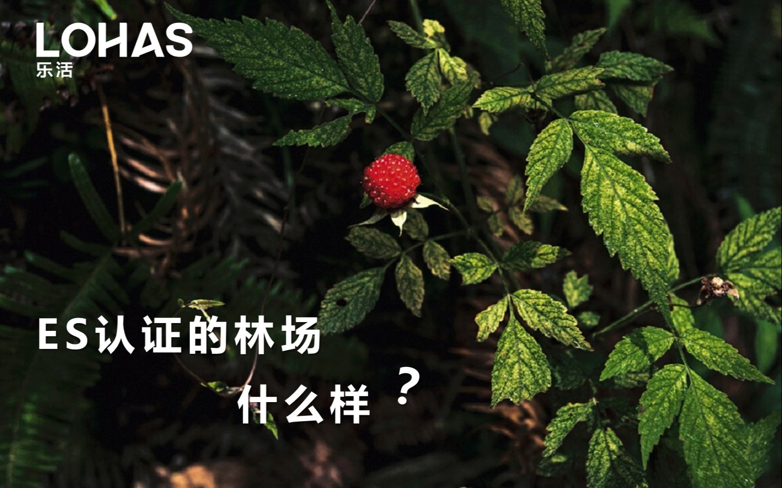 【乐活森林】生态林场探访记:国内首个ES认证的林场是什么样的?
