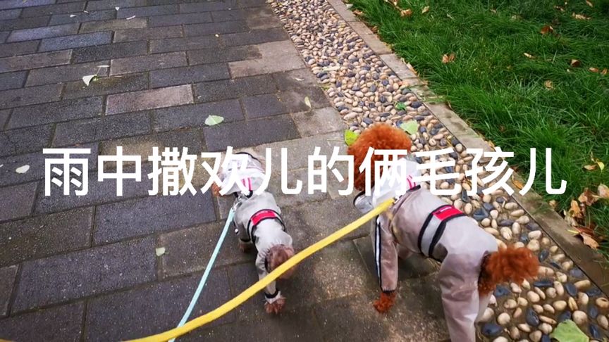 雨中带俩毛孩儿来楼下的河边撒撒欢儿
