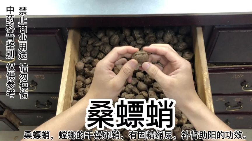 #中药 #浅尝一下 桑螵蛸