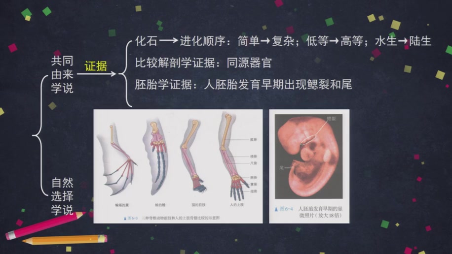 【空中课堂】高一生物学(人教版)-合格考复习9:生物的进化和科普文阅读
