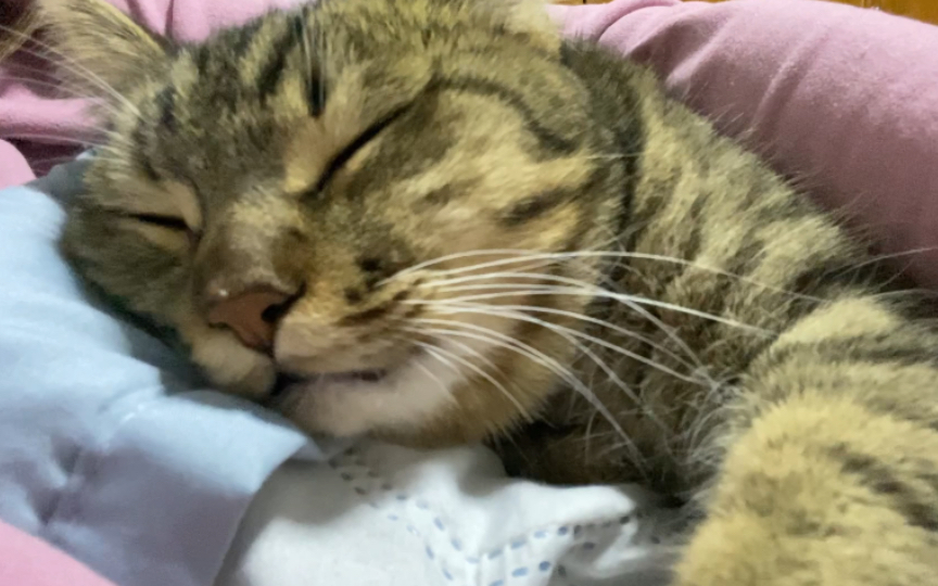 小猫咪睡觉还要让人搂着～像个小宝宝一样,还要拍拍才肯睡～