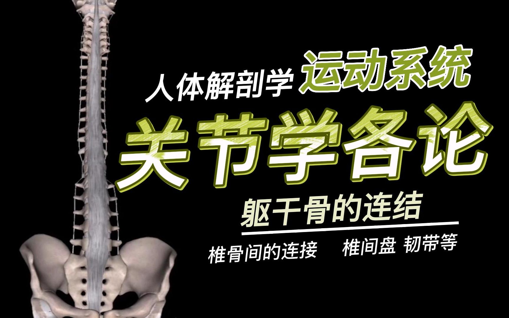 椎间盘、韧带关节,椎骨间的连结,人体解剖学运动系统关节学