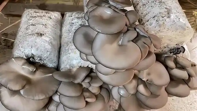 家庭平菇种植宝典:简单方法助你收获丰硕成果