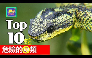 世界上十大最毒的毒蛇 - 10大动物系列