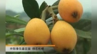 枇杷的栽培种植技术枇杷栽培技术 高产枇杷栽培技术