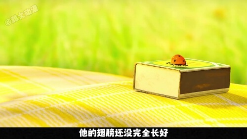 瓢虫见同类被苍蝇欺负,仗义出手相助!动画解说