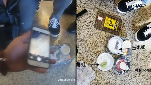 大学生带宠物蛇返校,高铁站被拦下