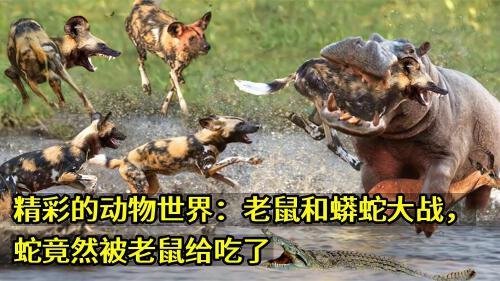 精彩的动物世界:老鼠和蟒蛇大战,蛇竟然被老鼠给吃了