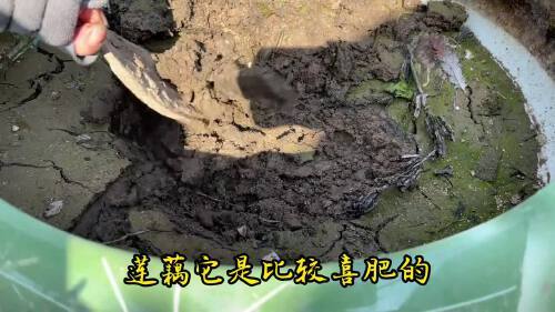 家庭种植莲藕如何栽种出芽快,方法简单一看就会,水生植物好养护