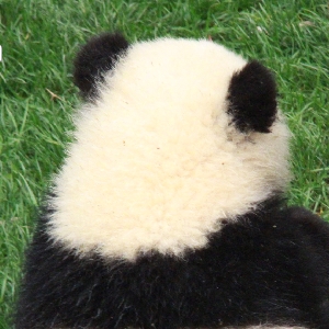 有风向南_a 