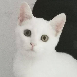 薛定谔的芬里尔 