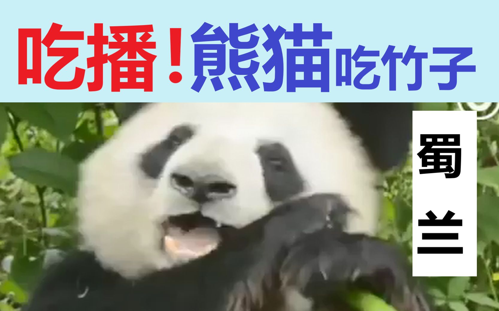 大熊猫吃播蜀兰吃竹子”胃口很好,闭上眼睛很享受””让我很快乐“...