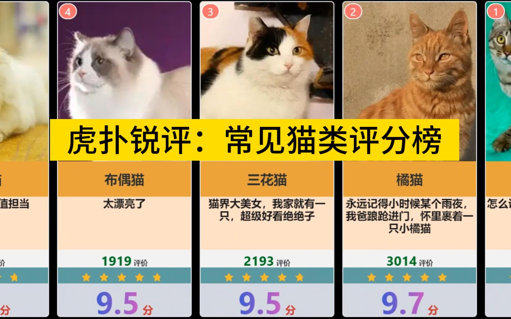 虎扑锐评:常见猫类评分榜,喵星人集合