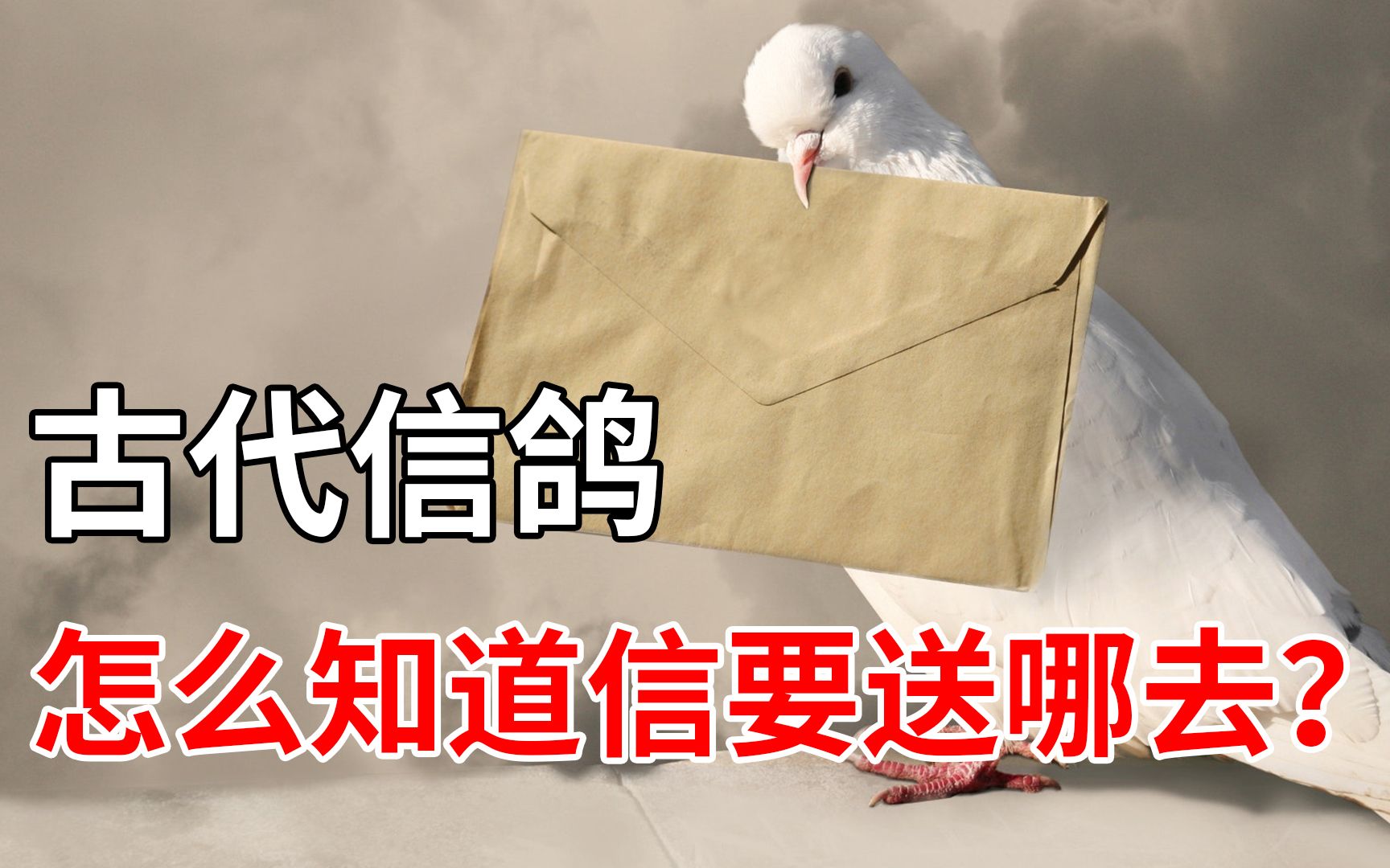 古代用鸽子送信,鸽子为什么知道信要送到哪里?多年疑惑被解开!