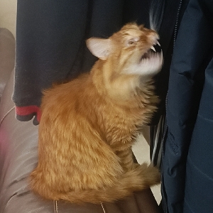 Mizera 