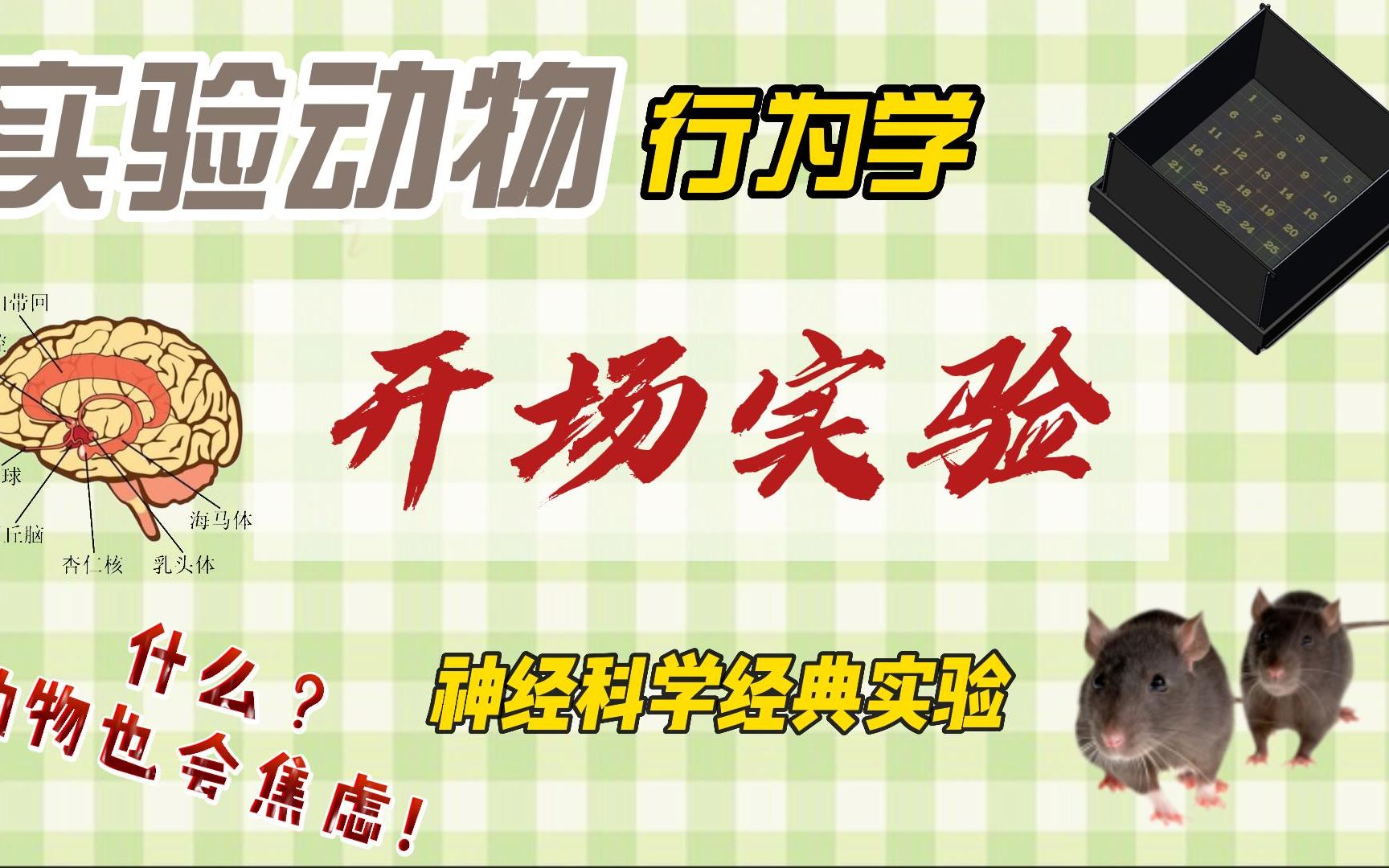 动物焦虑行为学实验-开场实验(旷场实验)
