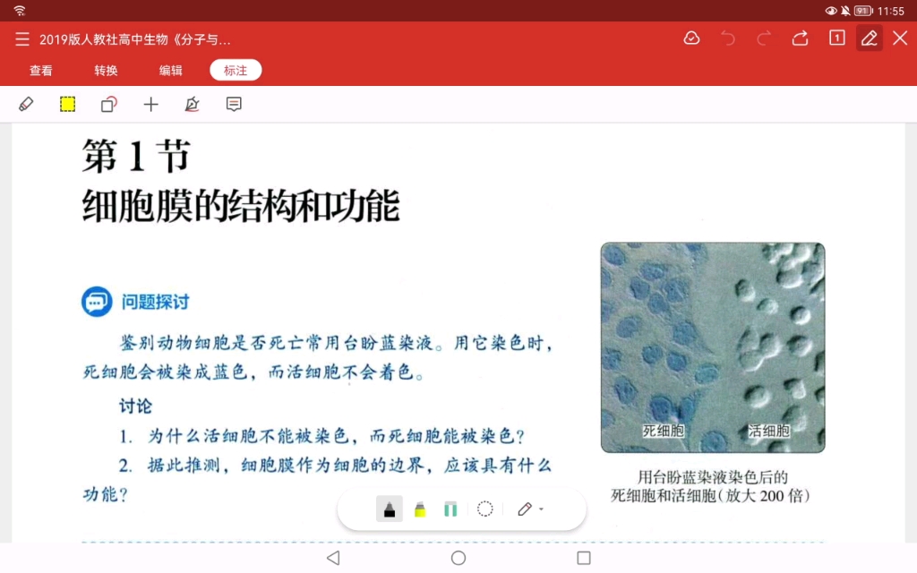 必修一 第三章 第1节 细胞膜的结构和功能