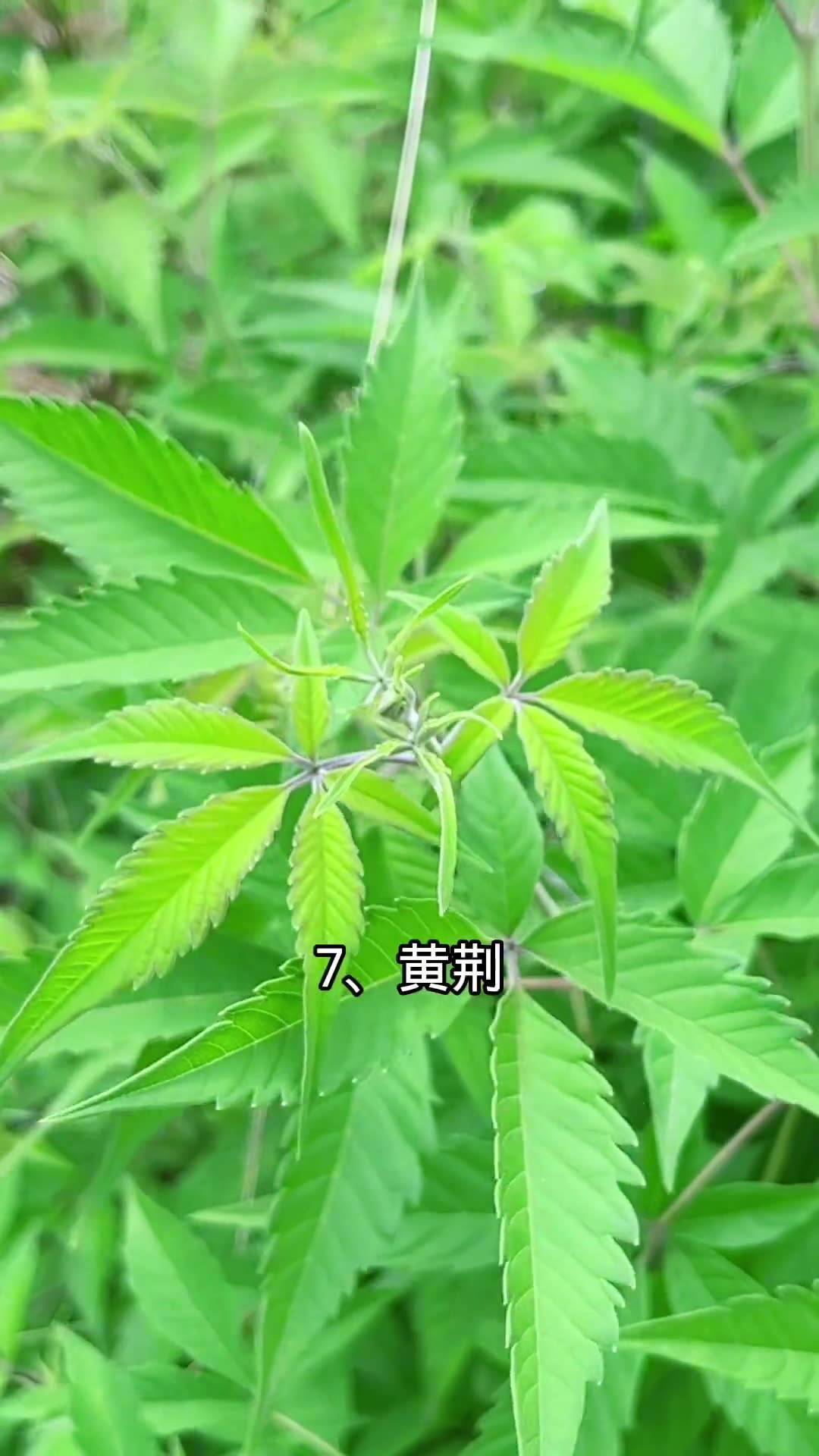 野外实拍15种常见中草药