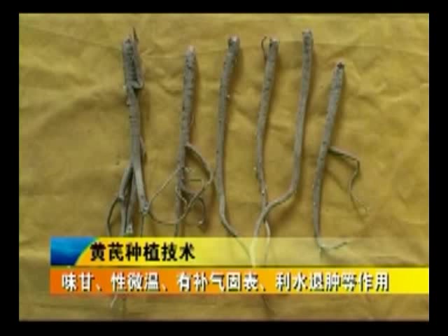 黄芪种植技术视频教学 黄芪种植综合技术讲解及高产技术分晰