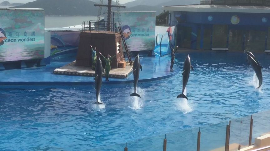 香港海洋公园,萌萌哒海豚表演