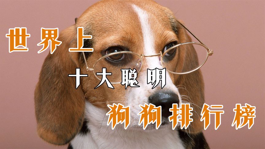 世界前10名狗狗排行榜,你家的狗狗在里面吗?