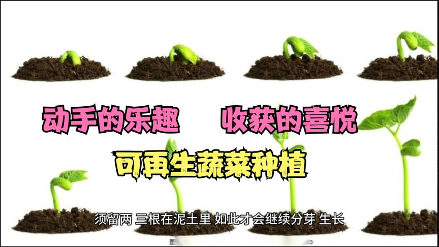 在家种植8种可再生蔬菜,可增添生活的乐趣,也可以吃到放心蔬菜