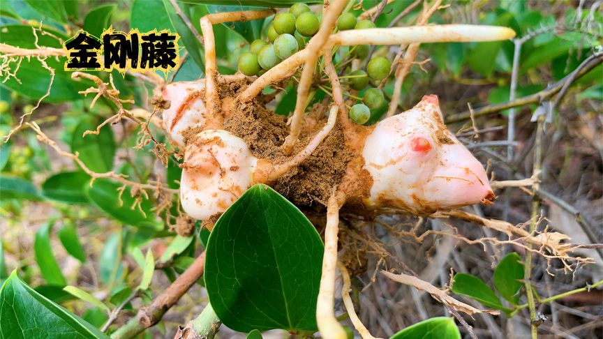 这种植物叫金刚藤,你知道它的根块有什么作用吗?一起了解一下
