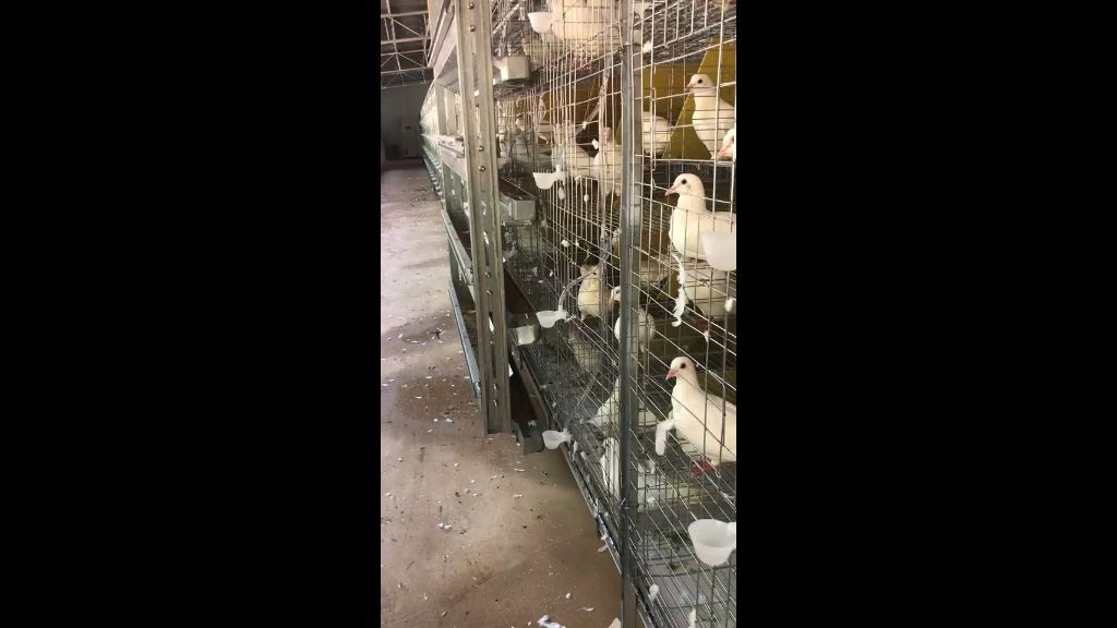 ...新款自动化养殖白鸽电动清粪机 电动喂料机 未来的养殖会趋向规模化...