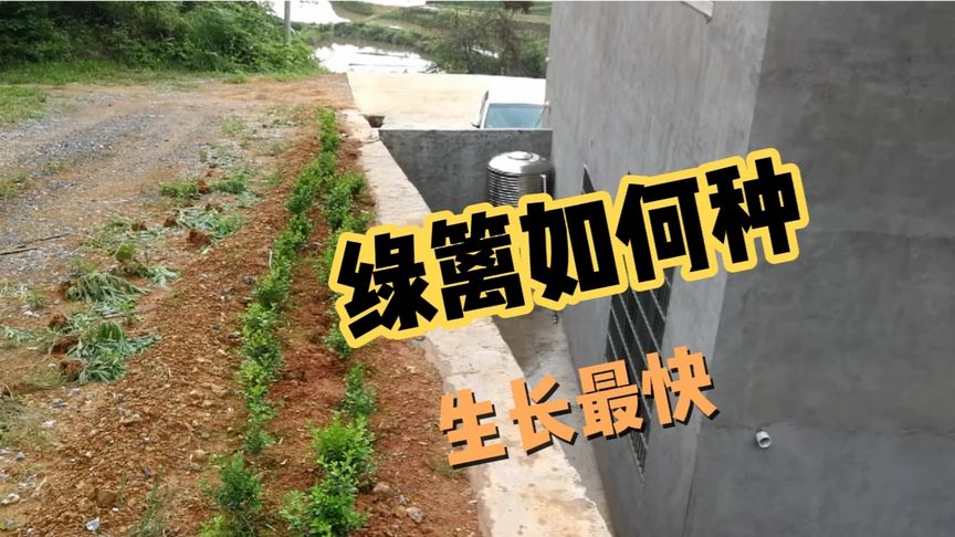 种绿篱黄杨,农村老家别墅种植绿篱当护栏 护坡