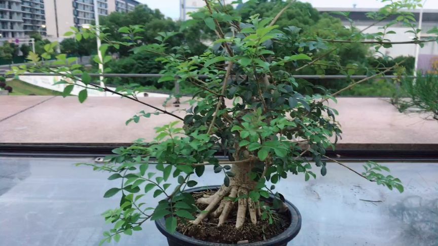 精品小盆对结白蜡,根盘很不错哦