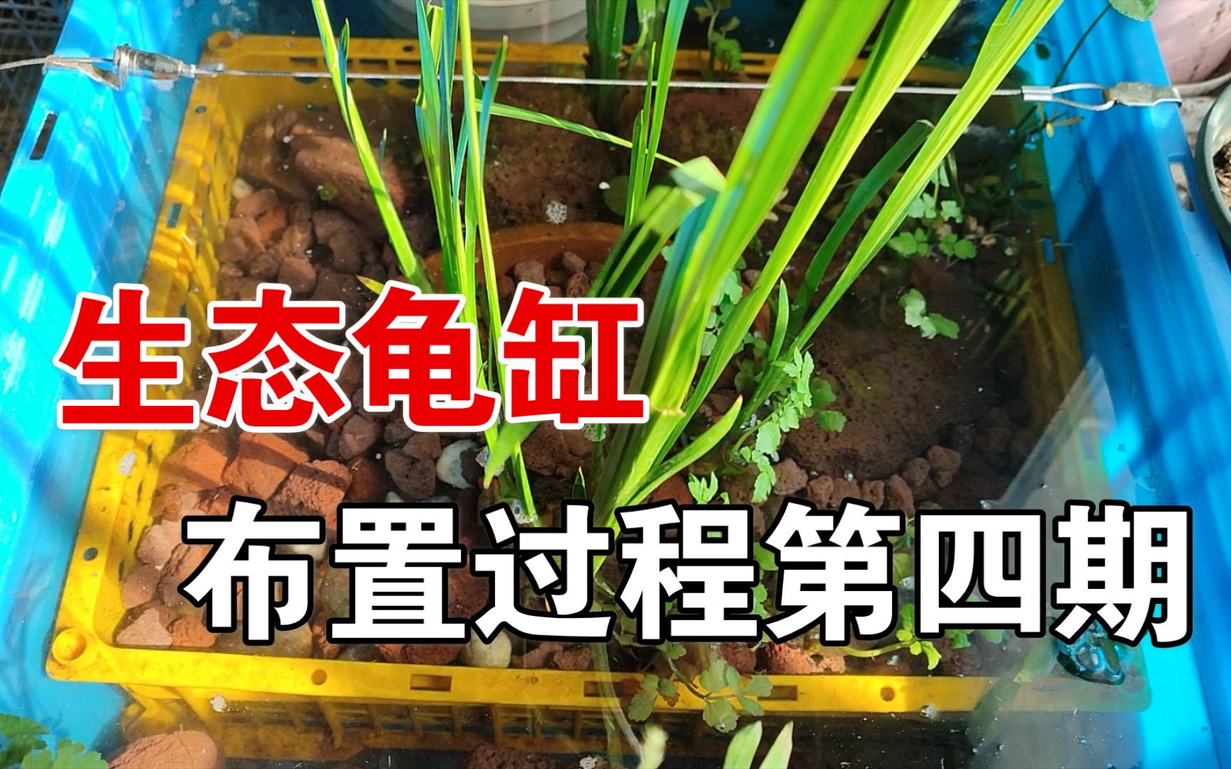 ...乌龟缸布置】室内仿野生乌龟缸,布置过程第四期,无过滤生态龟缸制作...