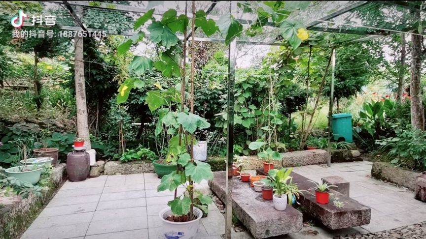 丝瓜无声无息生长,随意而安,在属于它的季节,生命力是那样旺盛