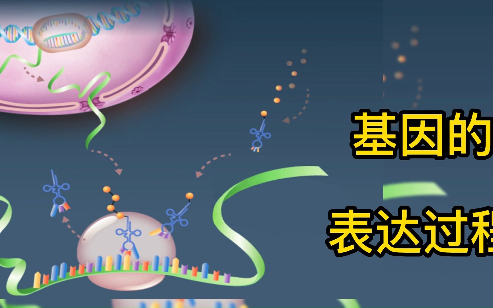 素材-基因的表达过程