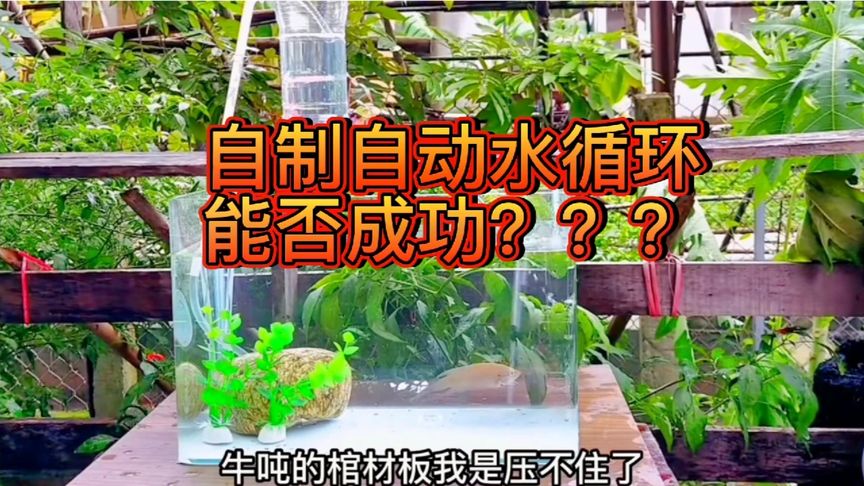 不用电,鱼缸自动水循环系统制作,超简单。