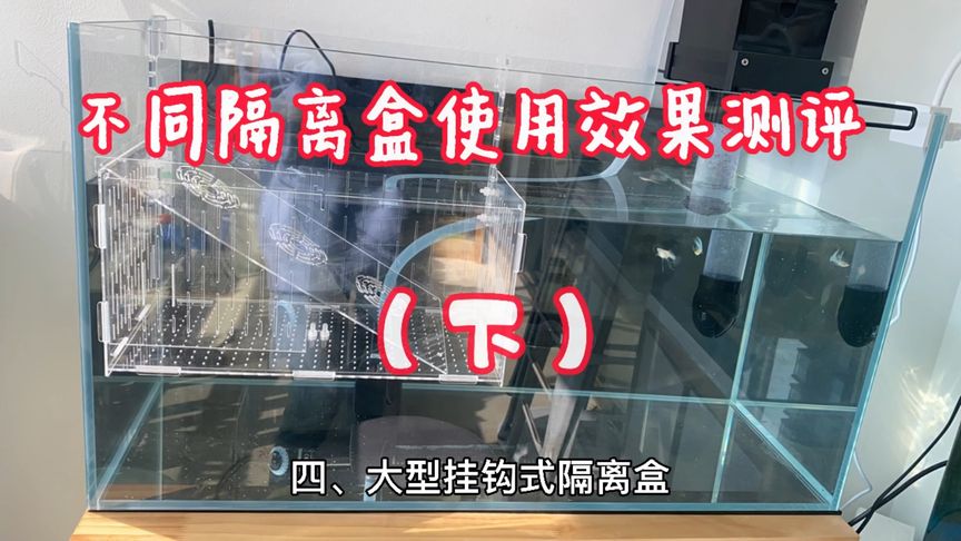不同孔雀鱼繁殖隔离盒使用体验