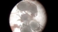 显微镜下的——宠物细菌
