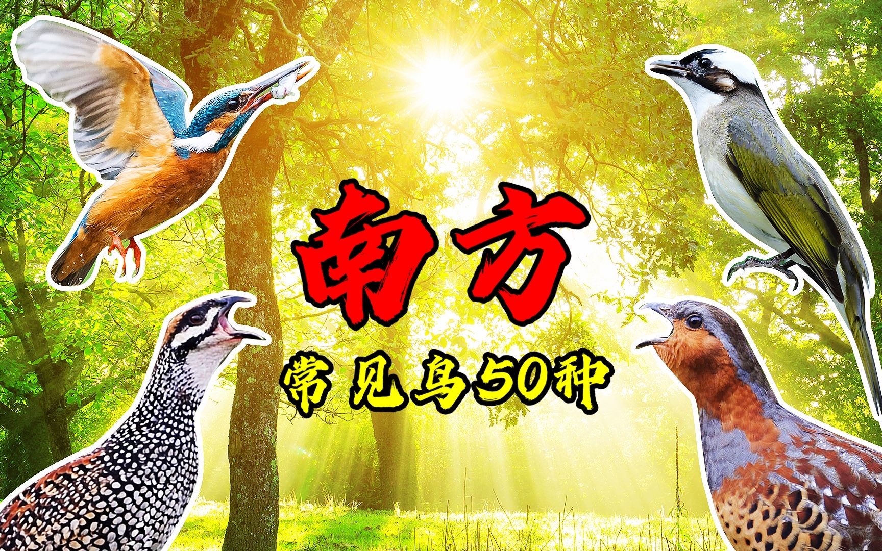 南方常见鸟50种,从小听到大的鸟叫声,终于看清它们的样子了!