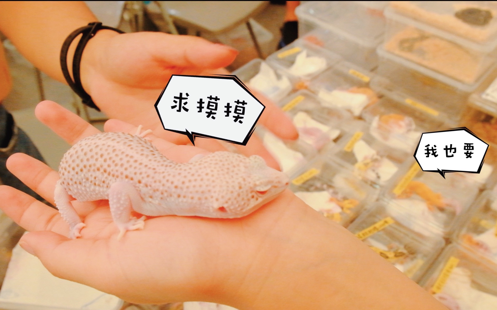 一年一次的宠物狂欢节,带你逛第22届亚宠展爬宠展区