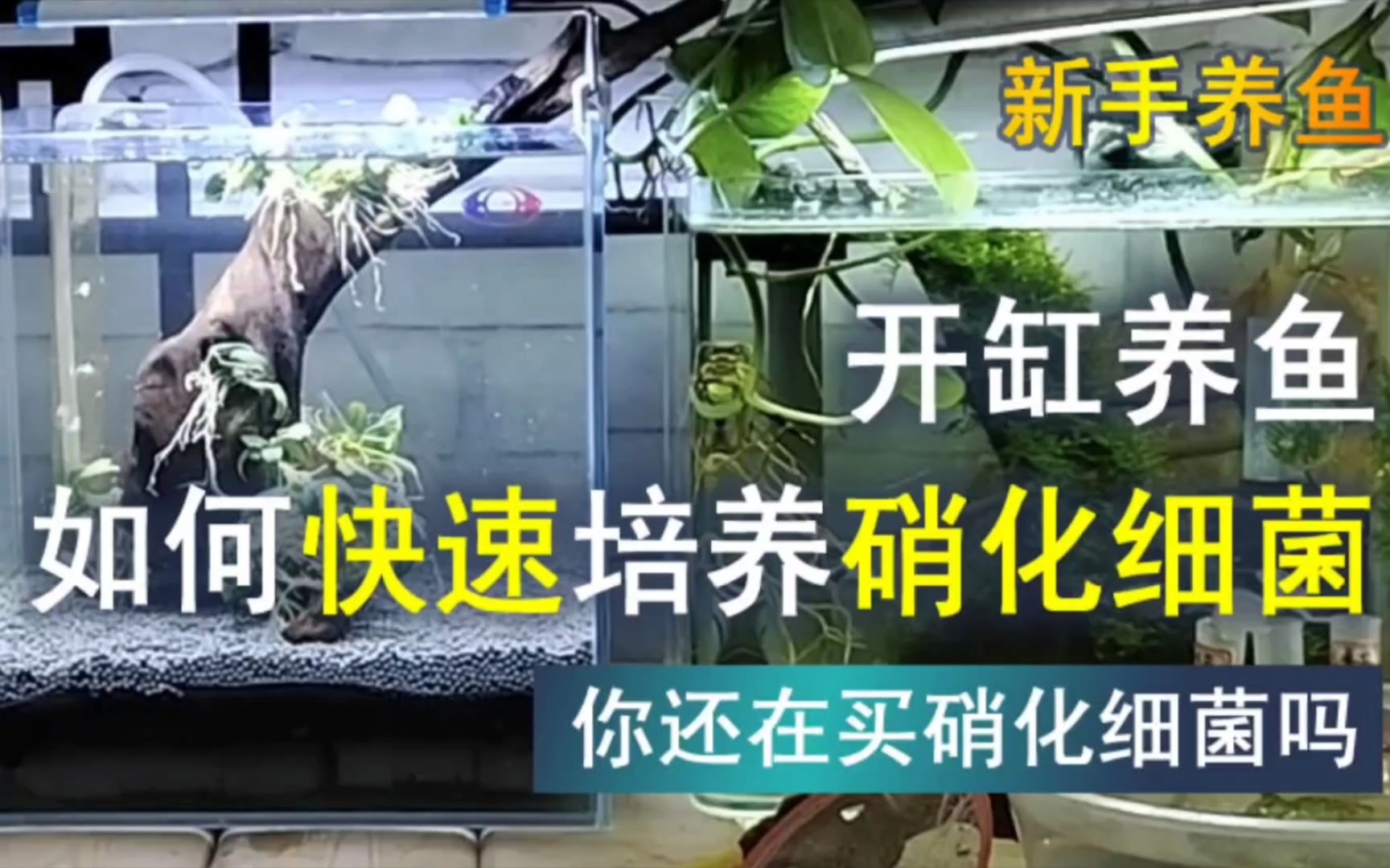 你还在买硝化细菌吗,告诉你开缸怎么快速培养硝化细菌