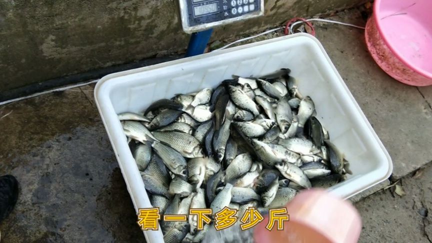 8元钱一斤的鲫鱼苗太贵了,现在这个时候鱼的价格一直在涨。